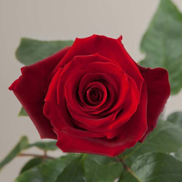 Green Mountain Floral Supply | Preferred Rose Varieties